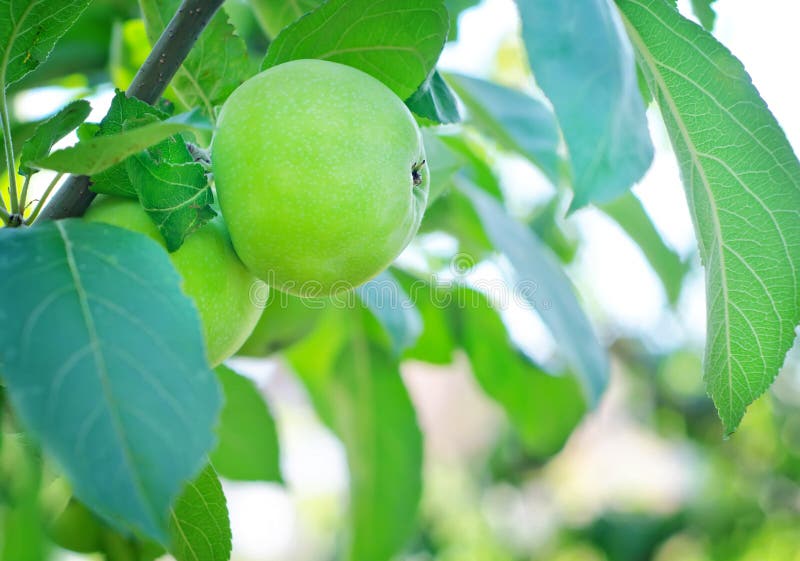 Apples on tree stock photo. Image of fruit, agriculture - 33863228