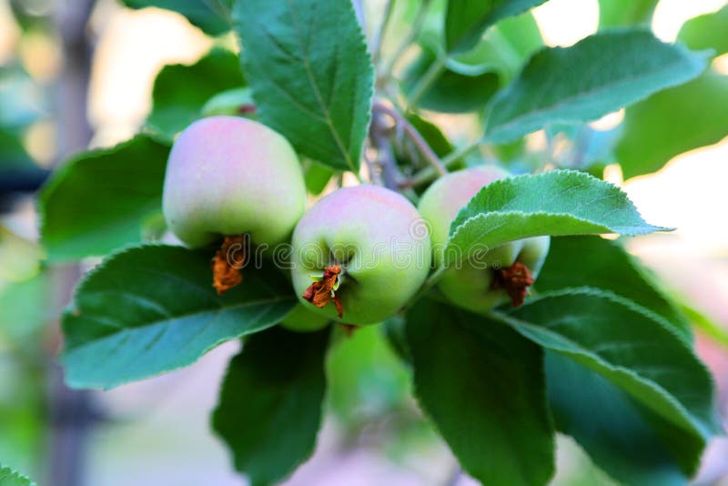 Apples in the Desert stock image. Image of leaves, river - 96071565