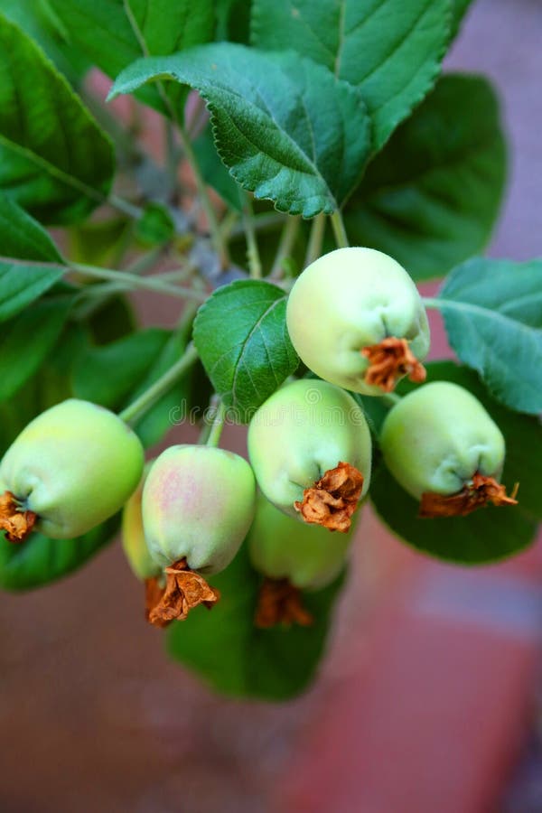 Apples in the Desert stock image. Image of leaves, river - 96071565