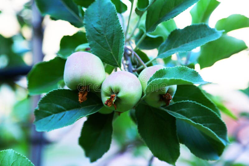 Apples in the Desert stock image. Image of leaves, river - 96071565