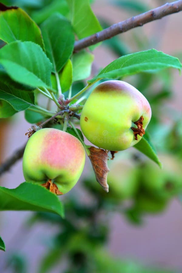 Apples on tree stock photo. Image of buds, flowering - 53527862