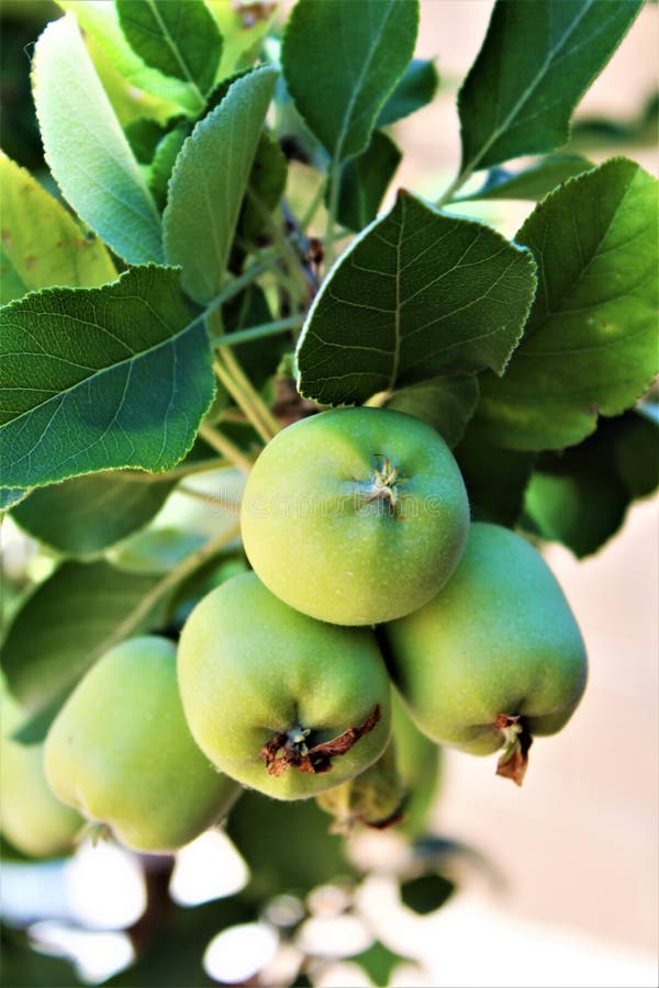 Apples Tree with Immature Apples Growing in Arizona Desert Stock Image ...