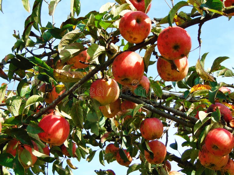 Apples in a Tree - Maramures Stock Image - Image of grass, colour ...