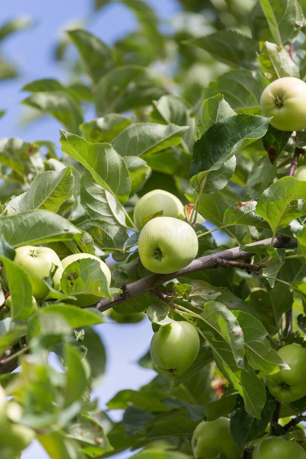 Apples on the Tree in Nature Stock Image - Image of agricultural, crop ...