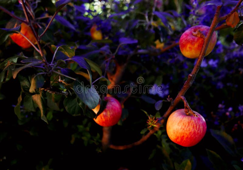 996 Horticulture Night Stock Photos - Free & Royalty-Free Stock Photos ...