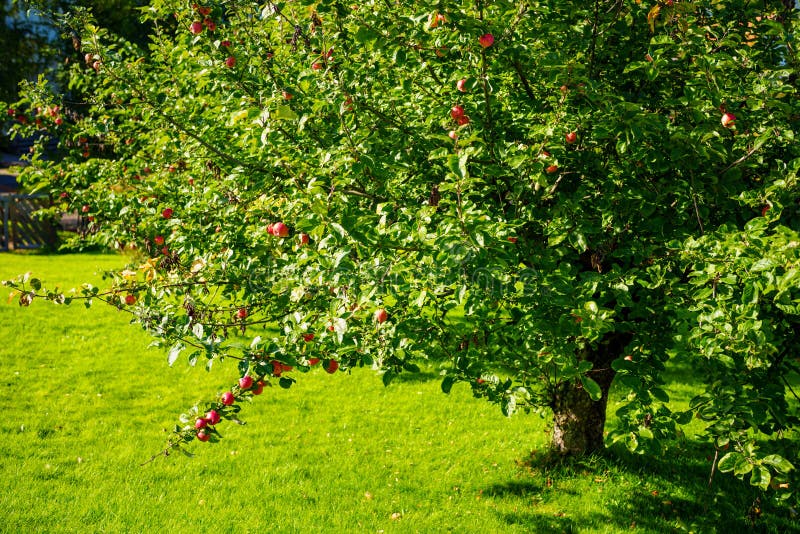 Apples on a Tree in Norway Summer Circa 2022 Stock Photo - Image of ...