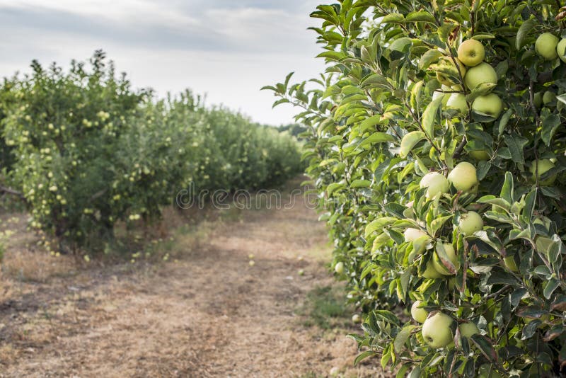 Apples tree in the orchard stock image. Image of garden - 138003081