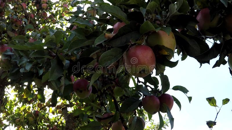 Apples on a Tree in Summertime with Camera Flight Stock Footage - Video ...