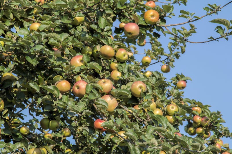 Apples on tree stock photo. Image of agriculture, harvest - 92707188