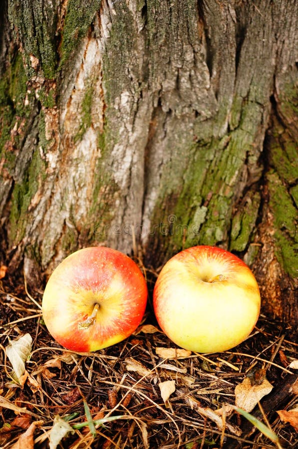 Apples by tree stock photo. Image of nature, fruit, tree - 44794762