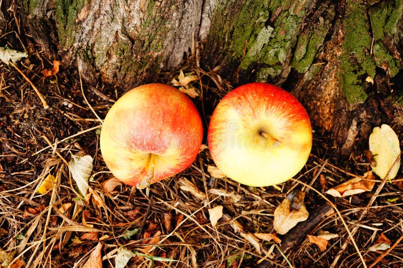 Apples by tree stock photo. Image of autumn, apples, nature - 44794766