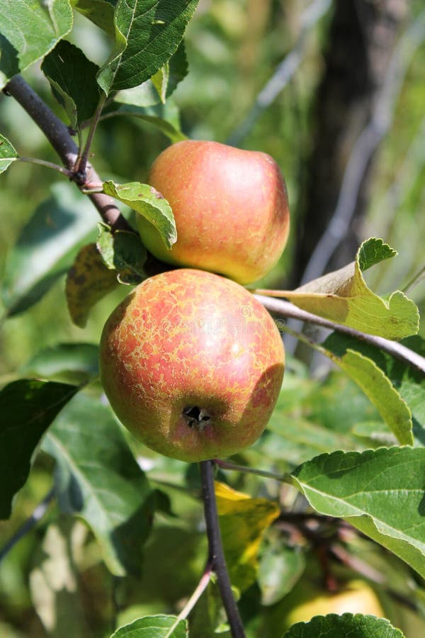 Apples tree stock photo. Image of season, stem, ripen - 42612572