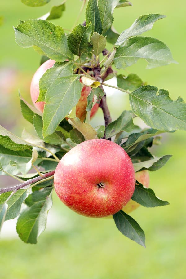 Apples on a treee stock image. Image of delicious, farm - 45042675