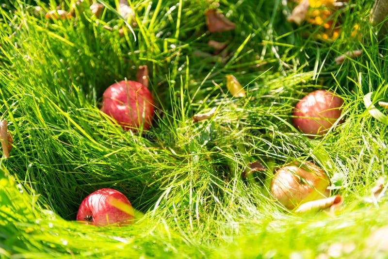 Apples under apple tree stock image. Image of grass - 159292017