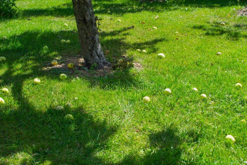 Apples Under the Apple Tree in Summer Stock Image - Image of grassn ...