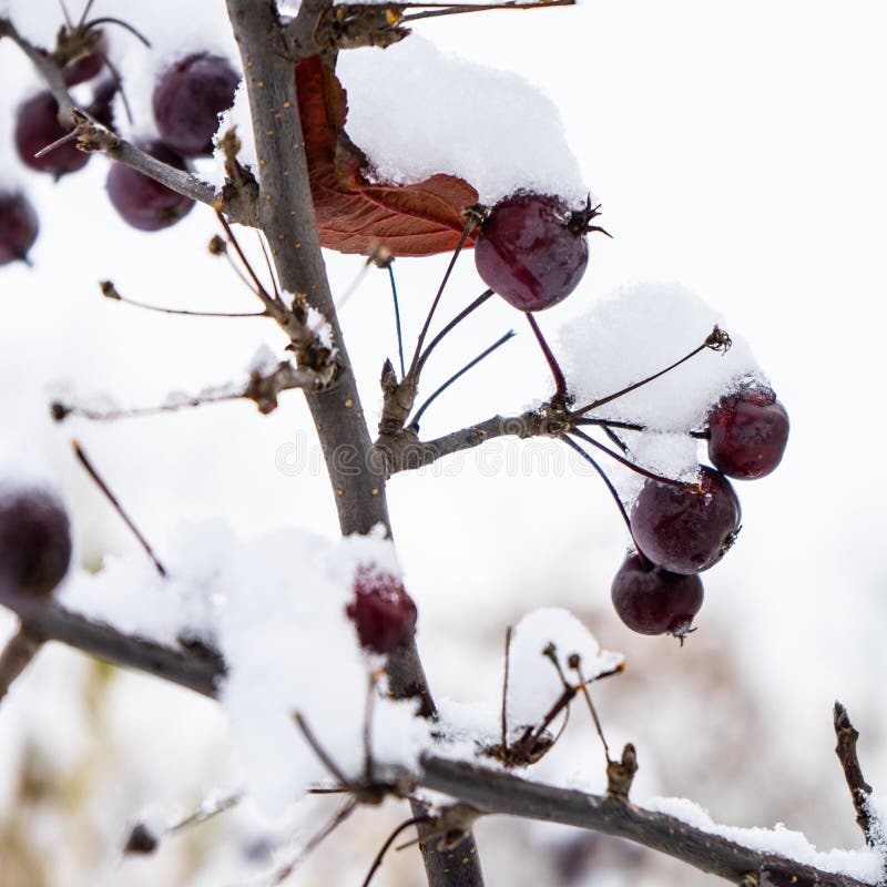 Apples Under the Snow. Branches with Apples Under the Snow on the ...