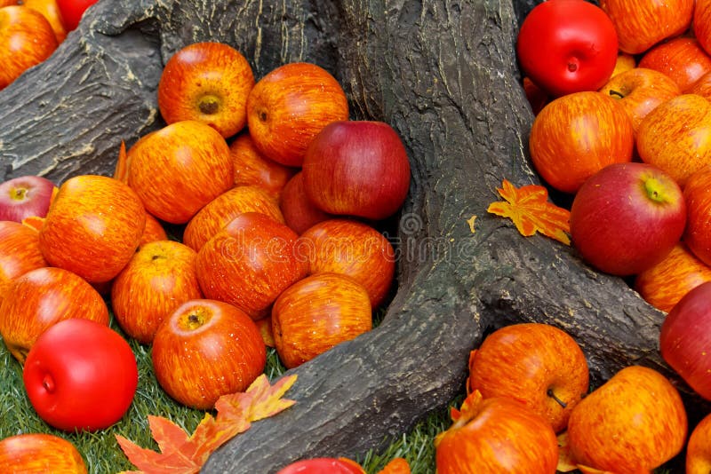 Apples Under the Tree stock photo. Image of food, colored - 27237220