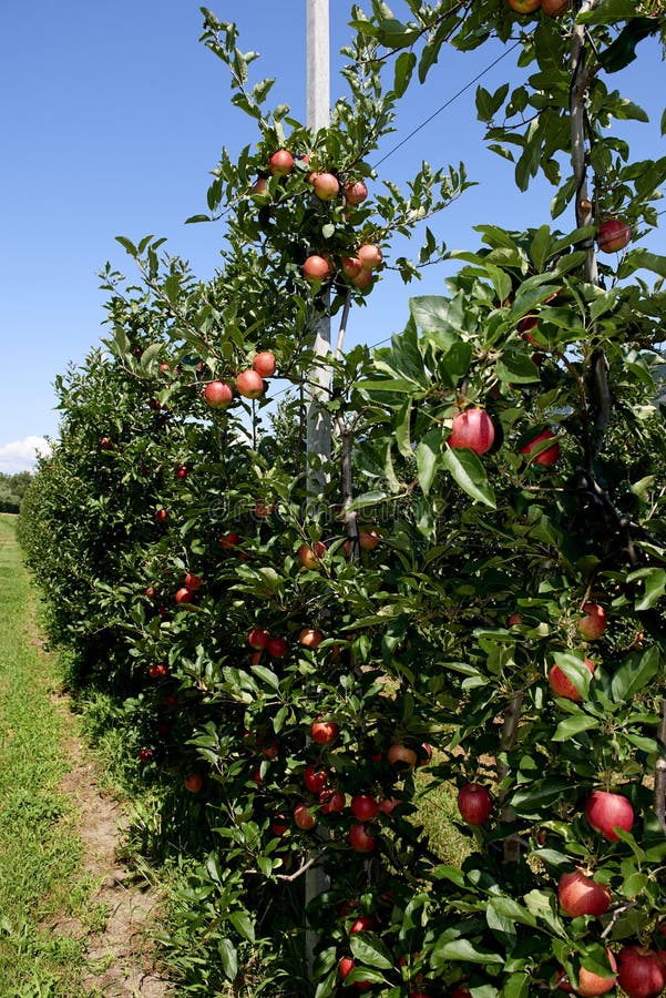 Apples stock photo. Image of food, fruit, plant, agriculture - 126600726