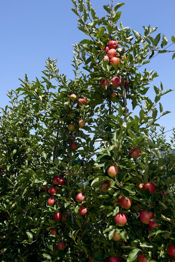 Apples stock image. Image of field, orchard, tree, agriculture - 126601347