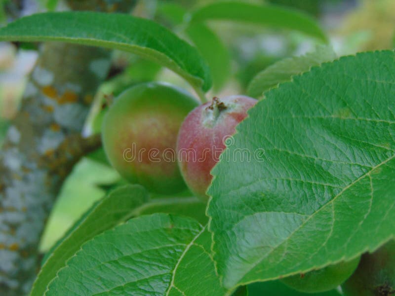 Apples on the Vine stock image. Image of canopy, green - 223037425