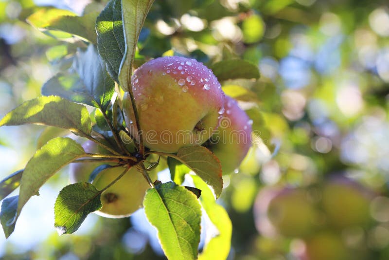 Apples with Water Drops in Tree Stock Photo - Image of garden, orchard ...