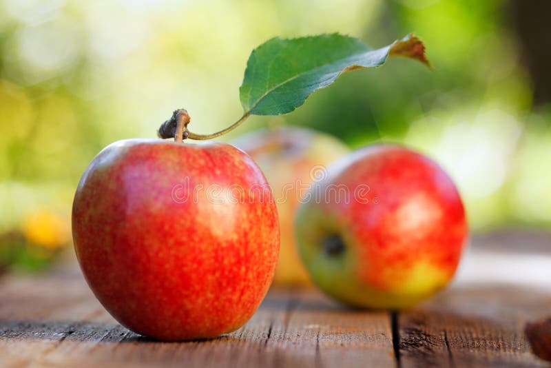 Apples on wooden board stock image. Image of seasonal - 25778663