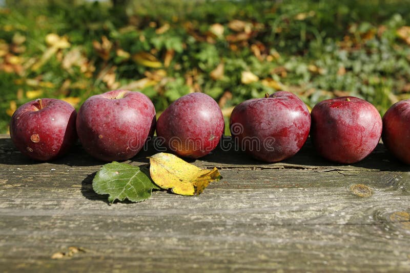 Apples on a wooden board stock photo. Image of horticulture - 80767230