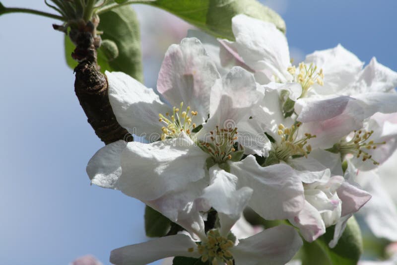Appletree stock photo. Image of summer, nature, white - 38405168