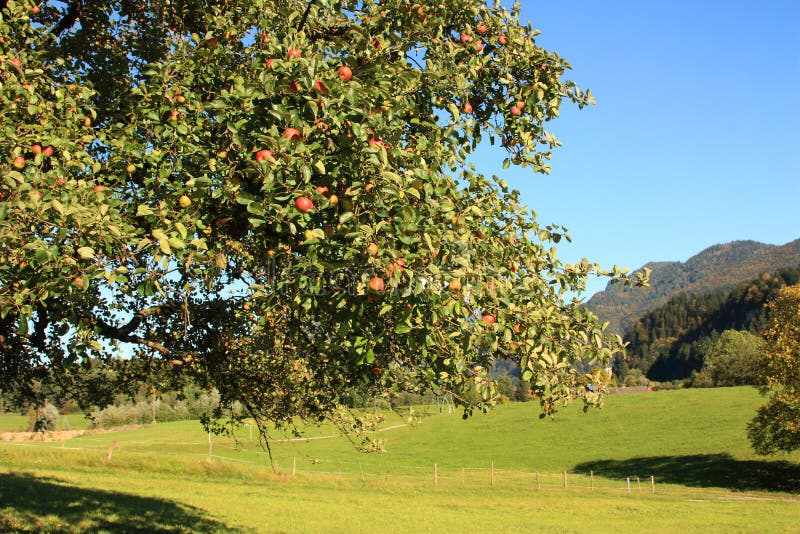 Appletree stock image. Image of austria, bayern, kufstein - 6634091