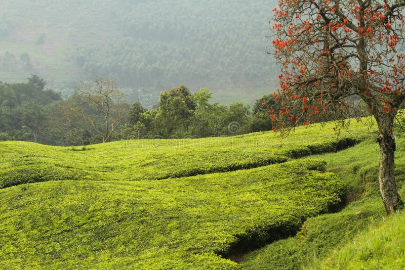 Appletree in Uganda stock image. Image of hill, uganda - 128094401