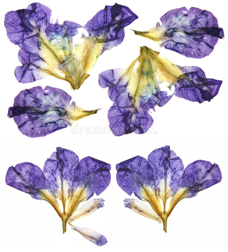 Dried Iris Flowers Watercolor Painting Stock Illustration ...