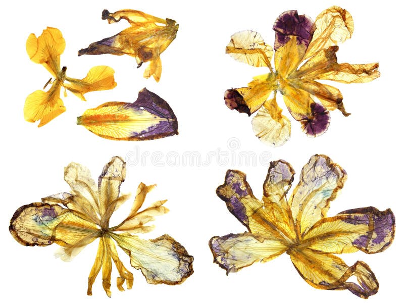 Dried Iris Flowers Watercolor Painting Stock Illustration ...