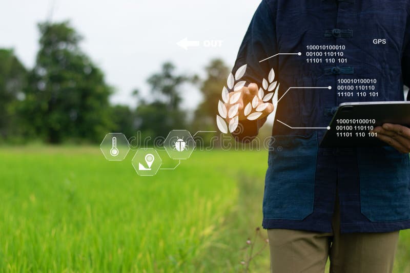 By Applying Smart Technology, Farmers Can Analyze Data To Increase Rice ...