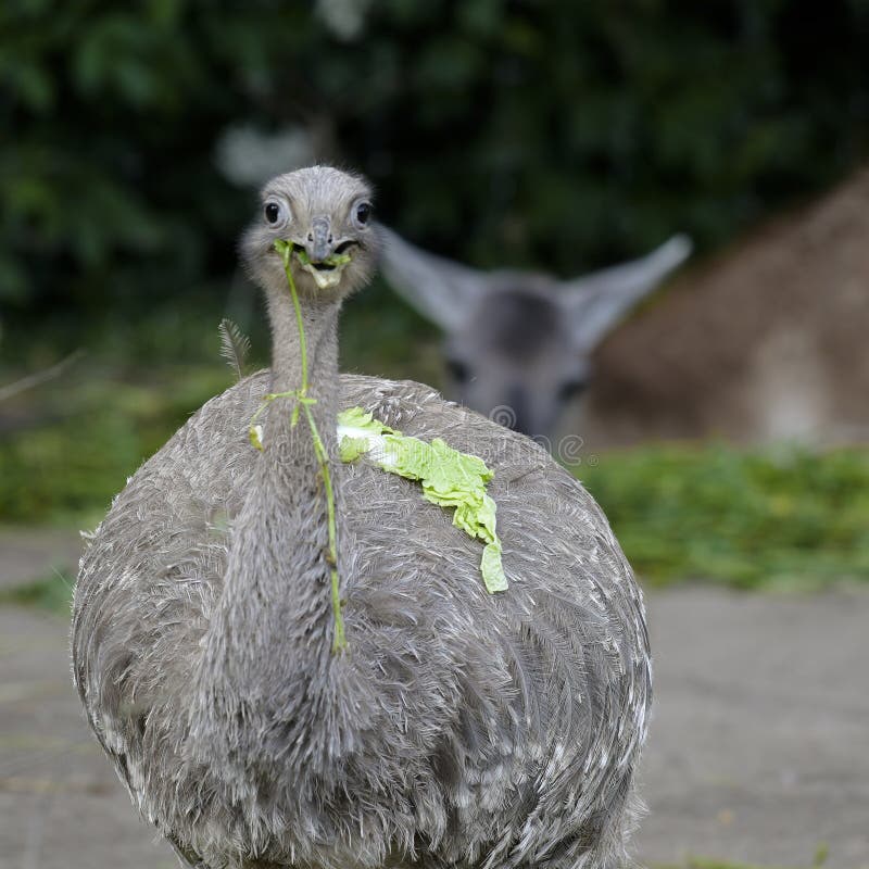 Portrait of an Emu with a Letuce Leaf Stock Photo - Image of bird, grey ...