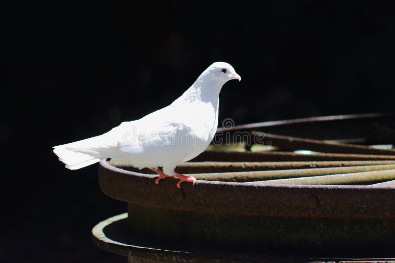Appollaiarsi Della Colomba Di Bianco Immagine Stock - Immagine di ...