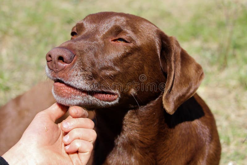 1,262 Dog Scratch Photos - Free & Royalty-Free Stock Photos from Dreamstime