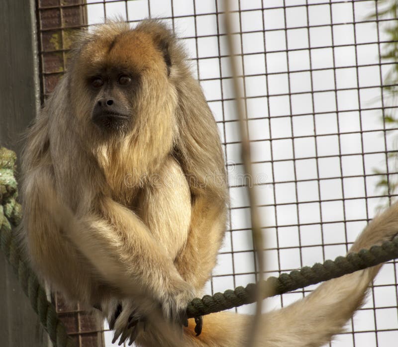 Apprehensive monkey at Zoo stock image. Image of golden - 40874937