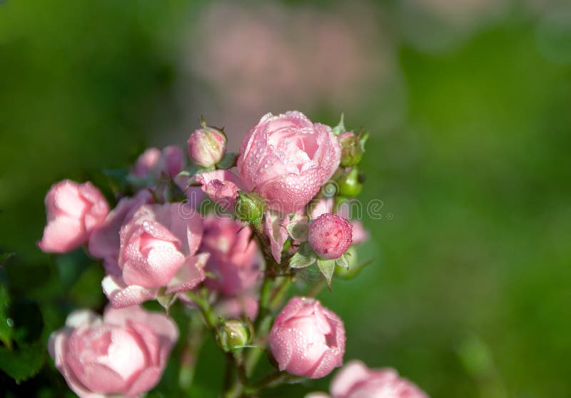 Approach of autumn stock image. Image of close, life - 16489217