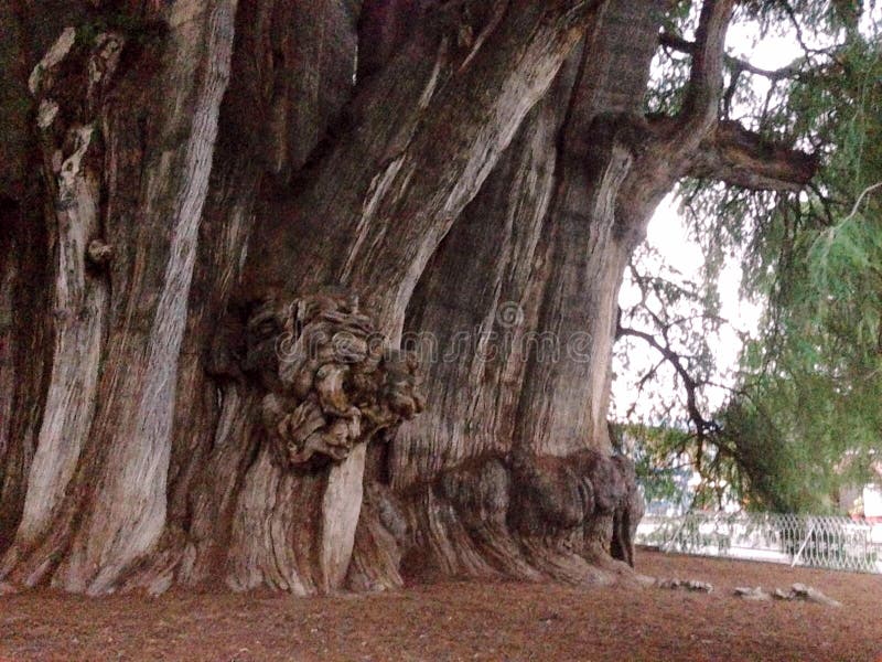 Approach of the Largest Tree in the World Stock Photo - Image of tree ...
