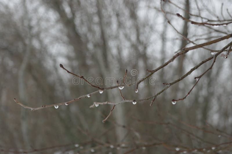 The Approach of Spring. Raindrops on the Branches Stock Image - Image ...