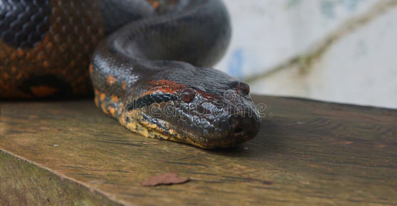 Approach To the Head of the Anaconda on a Wooden Log. Stock Photo ...