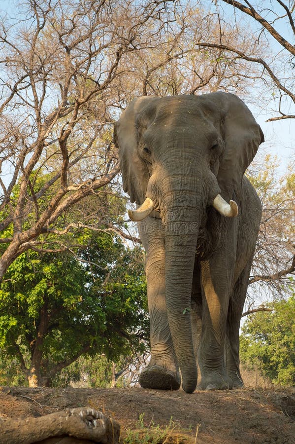 Approaching stock photo. Image of nature, elephant, mammals - 64511410