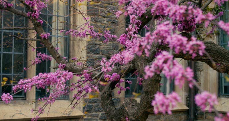 Approaching Shot of Blooming Sakura Tree. Cinematic Video of Sakura ...