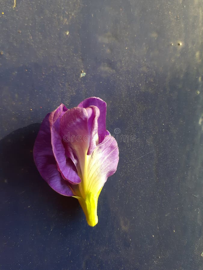Aprajita or Shankhpushpi Flower on Table Stock Image - Image of ...