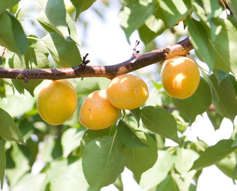 Apricots stock image. Image of orchards, orange, apricots - 5819895