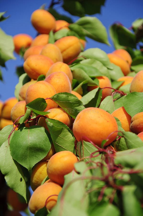 Apricot stock image. Image of honeyed, fruits, mature - 12373357