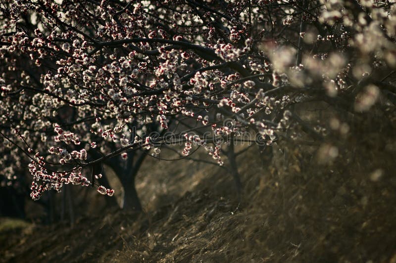 Apricot stock photo. Image of petal, field, season, beautiful - 18978884
