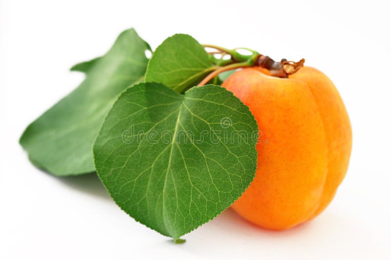 Apricot. stock photo. Image of dessert, nutrition, colourful - 10262334