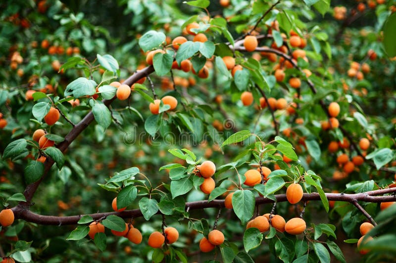 Apricot 6 stock photo. Image of plant, ripe, crops, farm - 14876192