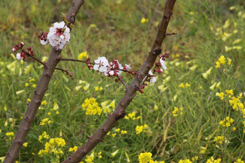 Apricot Bloom stock image. Image of apricot, flowers - 13405657